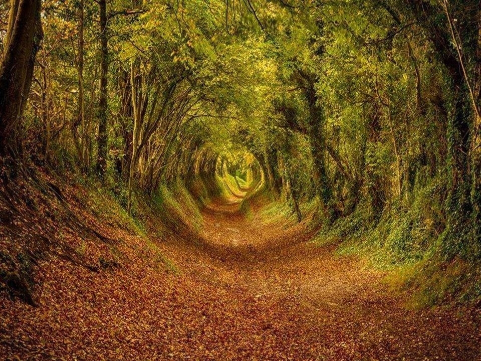 How trees talk to one another, by fungi – VESICA PUBLISHING